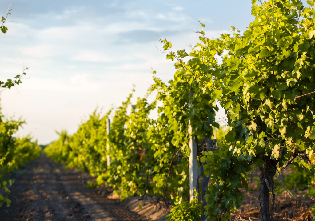 Laboratory Analysis Affinity Labs