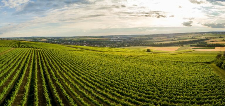 Grapevine variety identification – Affinity Labs