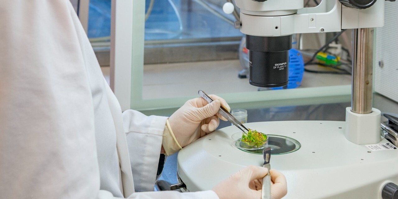 Grapevine variety identification – Affinity Labs