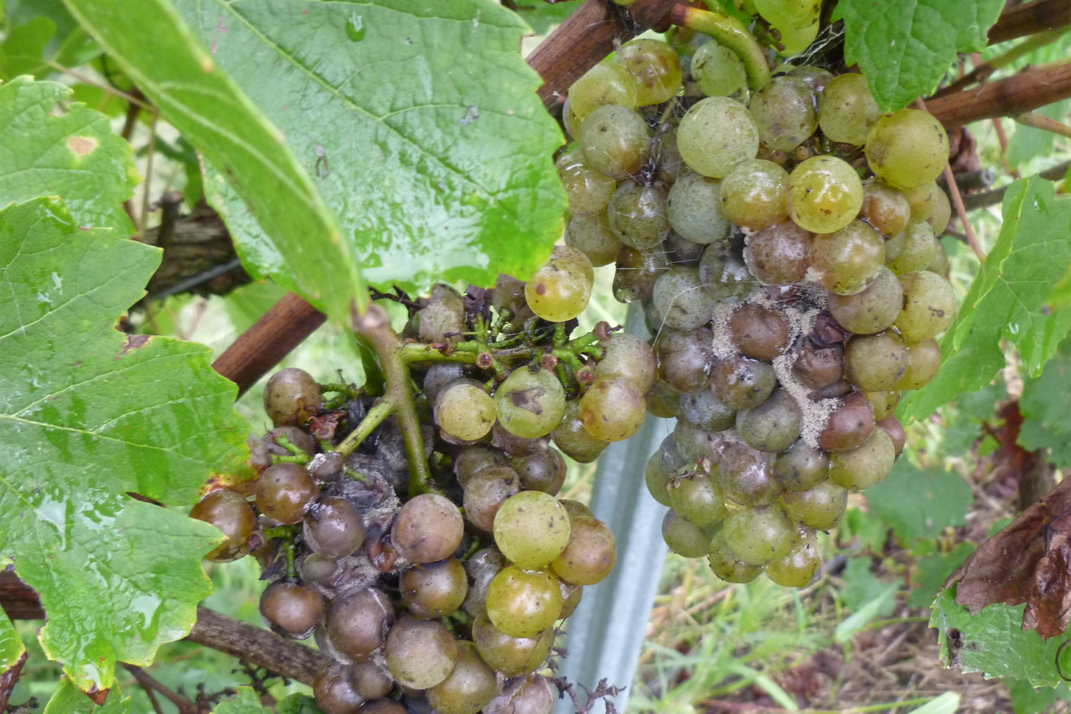 Botrytis cinerea – Affinity Labs