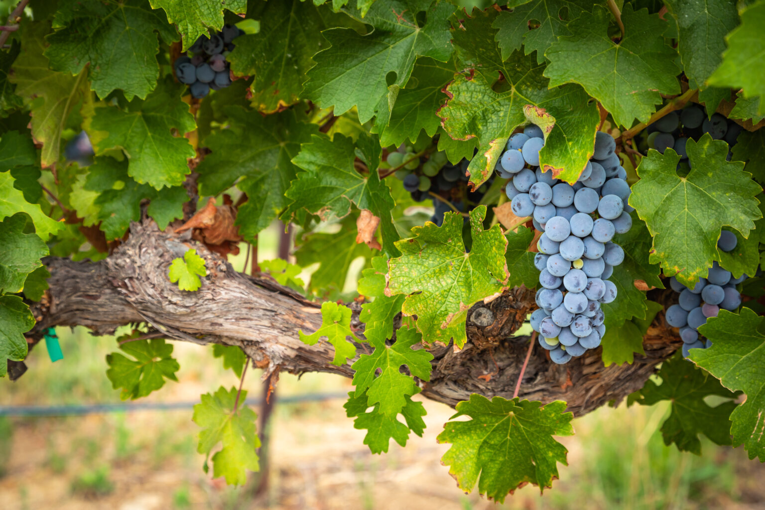 Wine – Affinity Labs