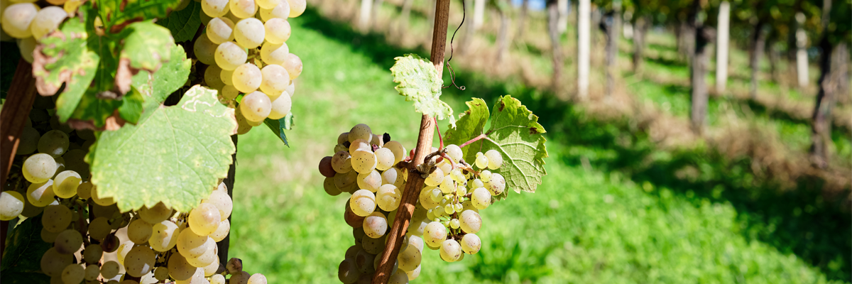 Agrochemical analysis of wine grapes – Affinity Labs